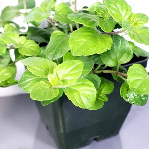 Yerba Buena, Clinopodium Douglasii, 100% Real Yerba Buena Plant in a ...