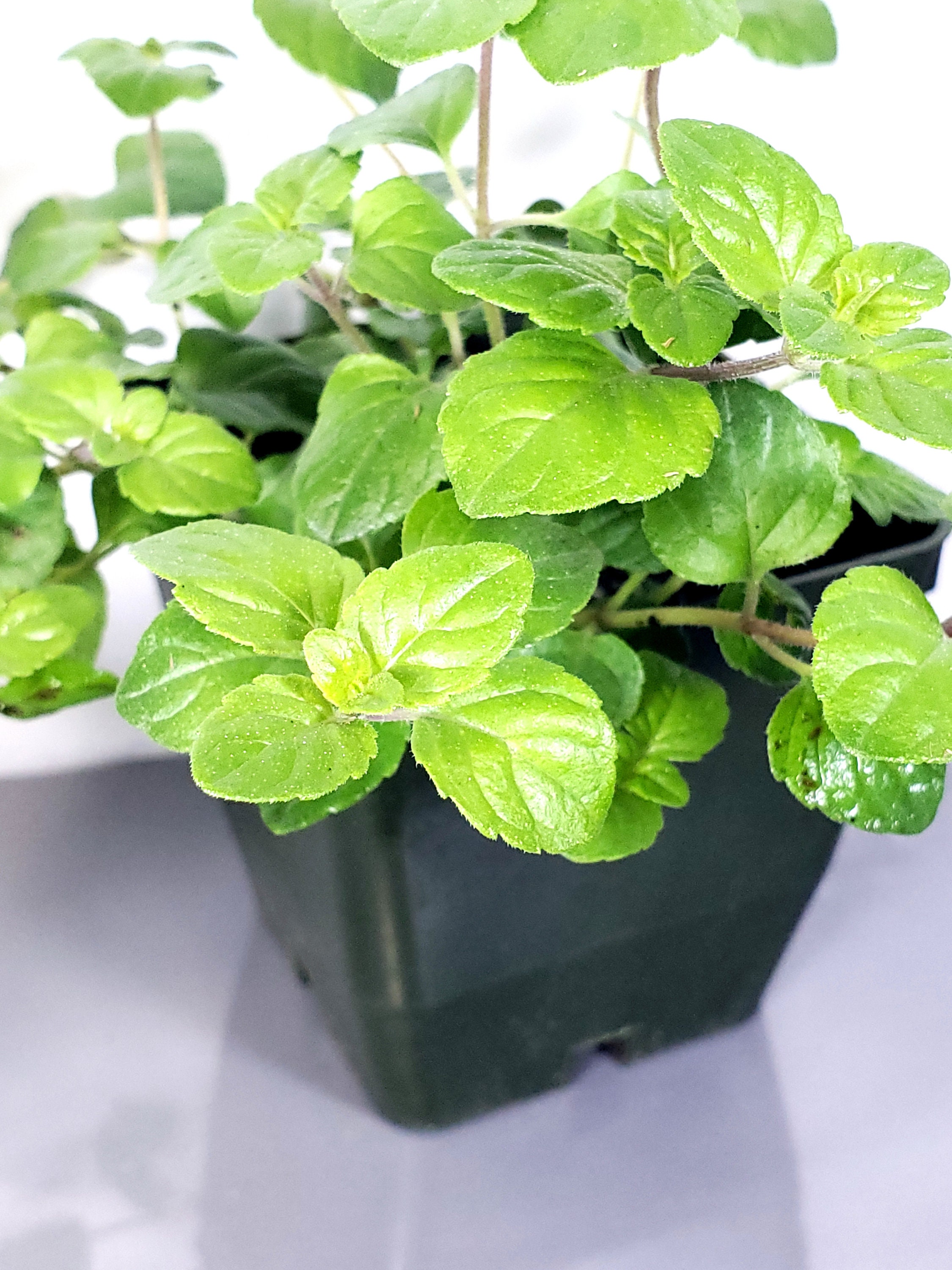 Yerba Buena, Clinopodium Douglasii, 100% Real Yerba Buena Plant in a ...