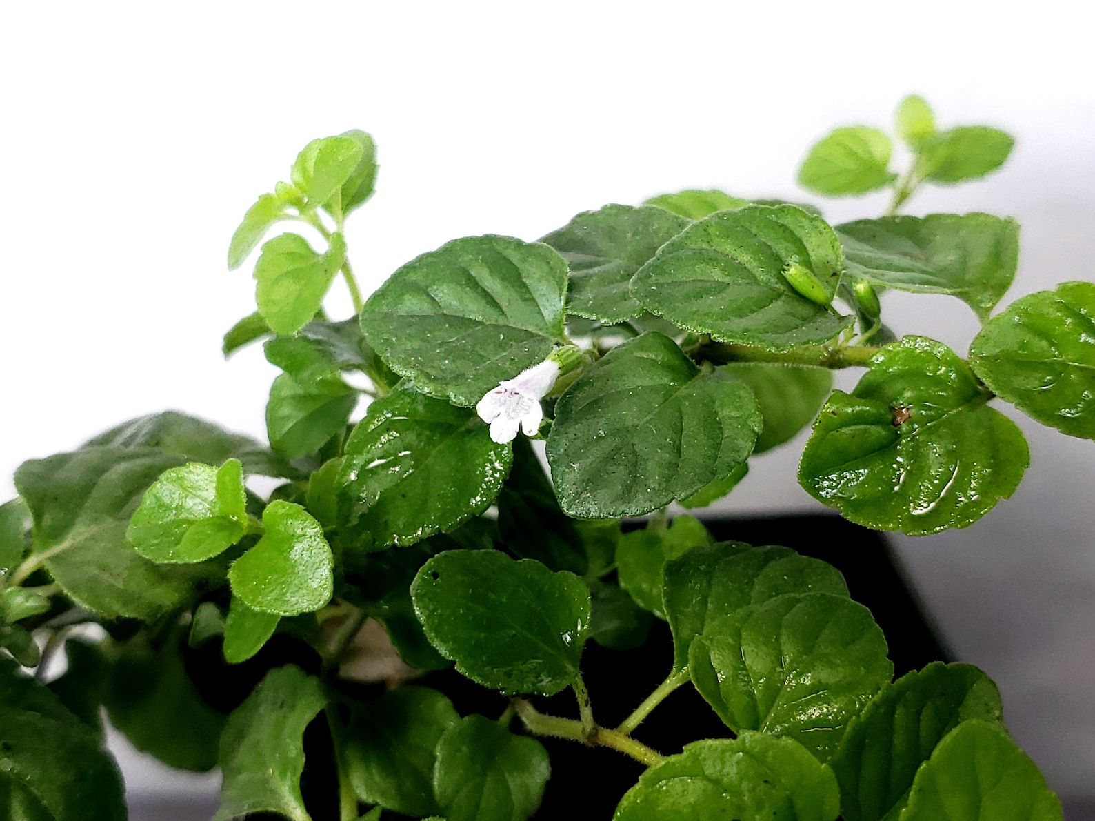 Yerba Buena, Clinopodium Douglasii, 100% Real Yerba Buena Plant in a ...