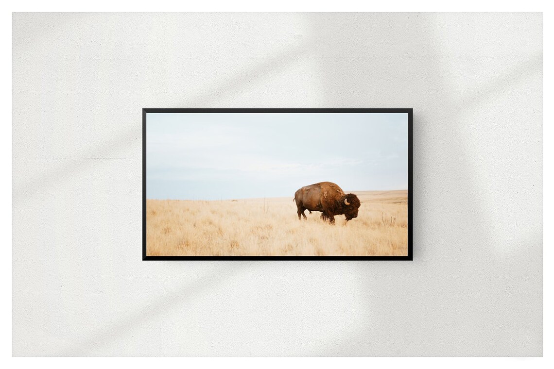 Printable Bison Photography American Buffalo Photography - Etsy