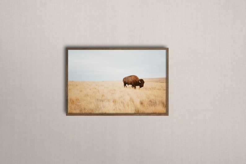 Printable Bison Photography, American Buffalo Photography, Bison Print ...