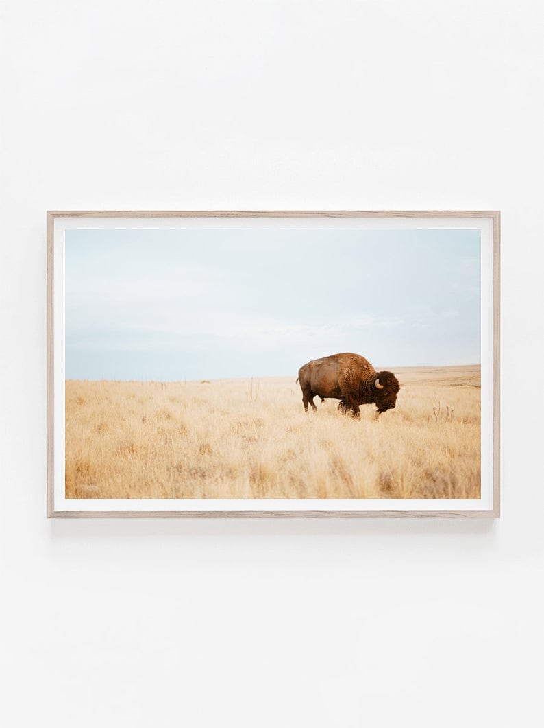 Printable Bison Photography American Buffalo Photography - Etsy