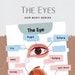Educational Eye Anatomy Matching Activity Toddler Busy Printable | My ...