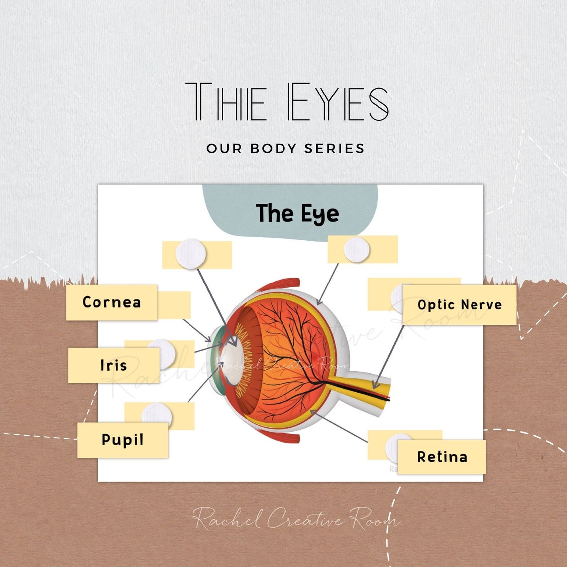 Educational Eye Anatomy Matching Activity Toddler Busy Printable | My ...