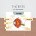Educational Eye Anatomy Matching Activity Toddler Busy Printable | My ...