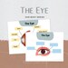 Educational Eye Anatomy Matching Activity Toddler Busy Printable | My ...