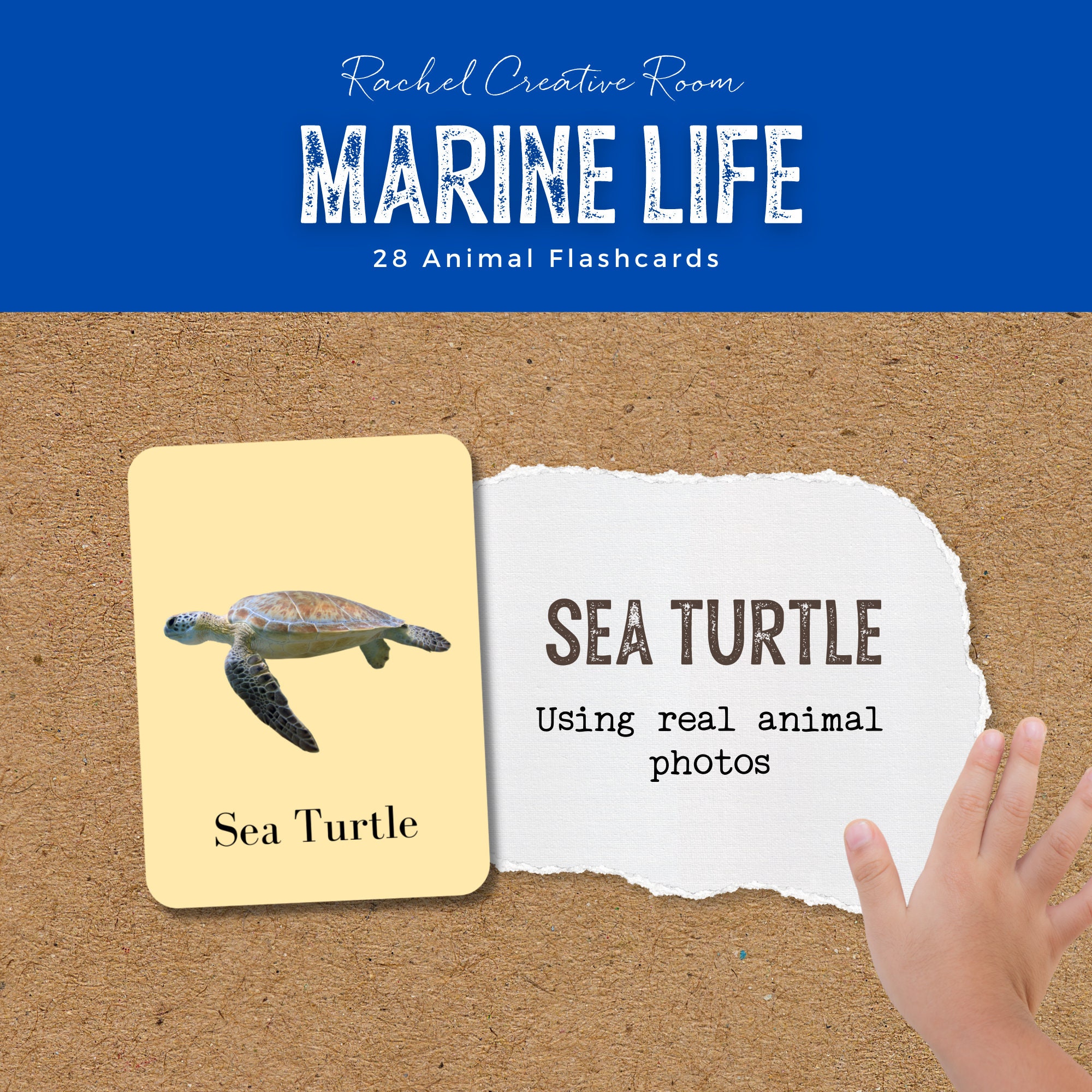 Marine Life and Sea Animals Educational Flashcards - Etsy