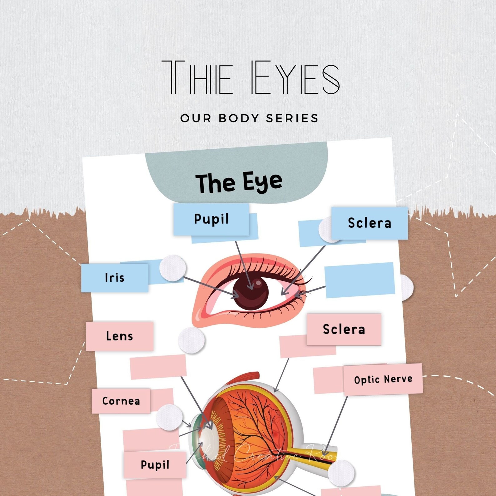 Educational Eye Anatomy Matching Activity Toddler Busy Printable | My ...