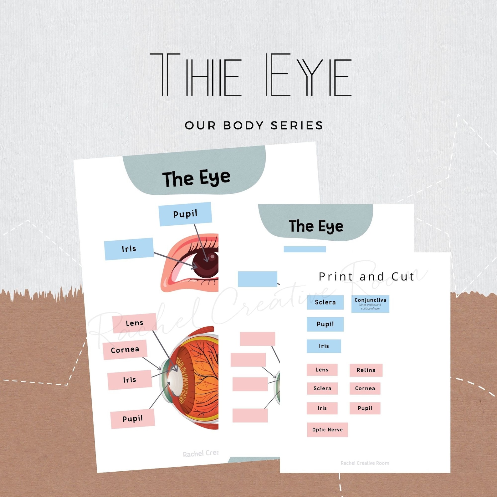Educational Eye Anatomy Matching Activity Toddler Busy Printable | My ...