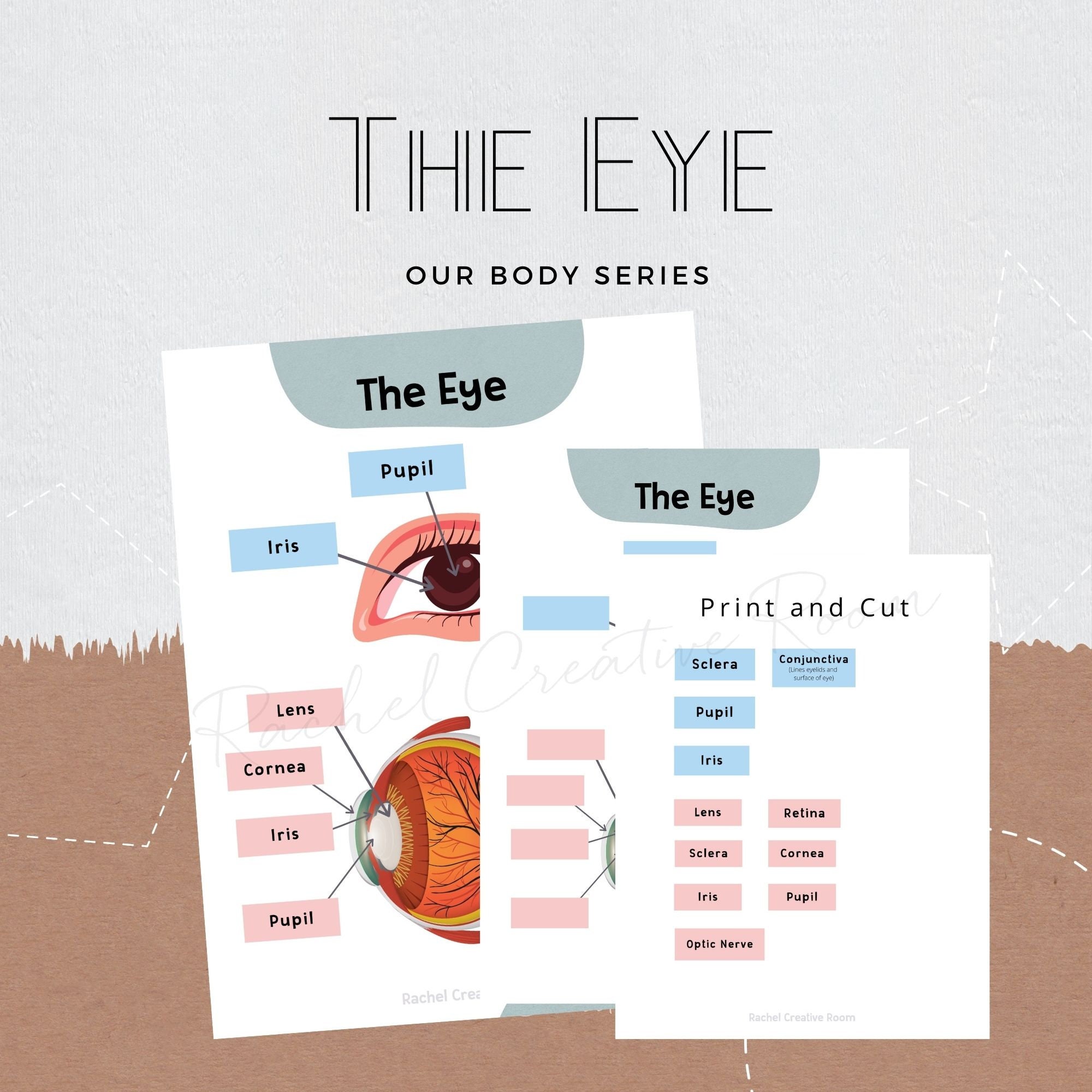 Educational Eye Anatomy Matching Activity Toddler Busy Printable | My ...