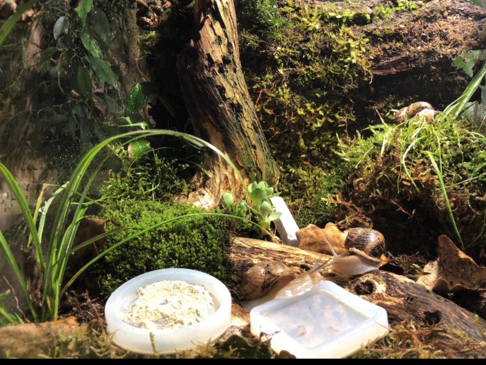 Pet Snails Terrarium 12'x12'x12', Made of Glass | Pet Snail Enclosure ...