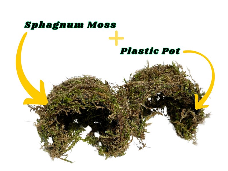 Pet Snail House, Hiding Places for Land Snails Set of 2 Pcs | Pet Snail ...