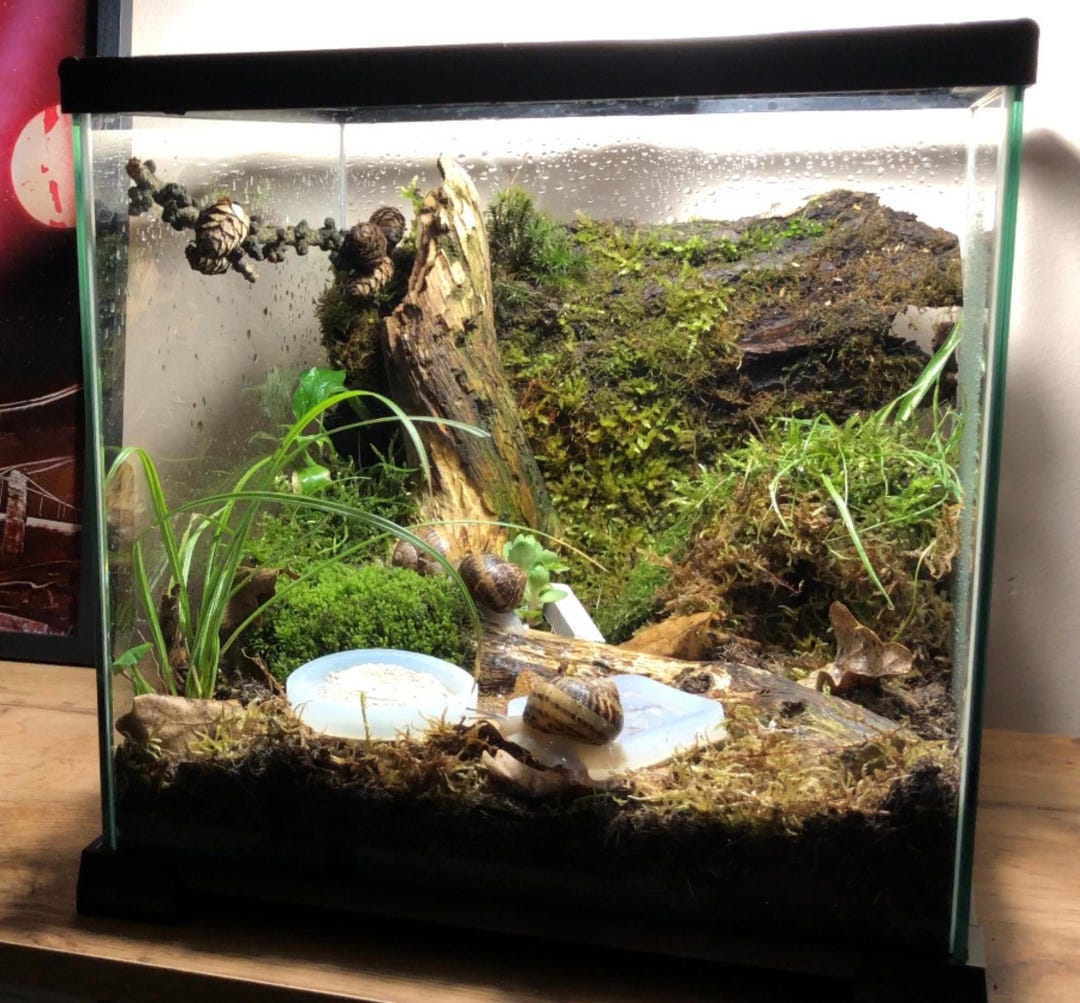Pet Snails Terrarium 12'x12'x12', Made of Glass | Pet Snail Enclosure ...