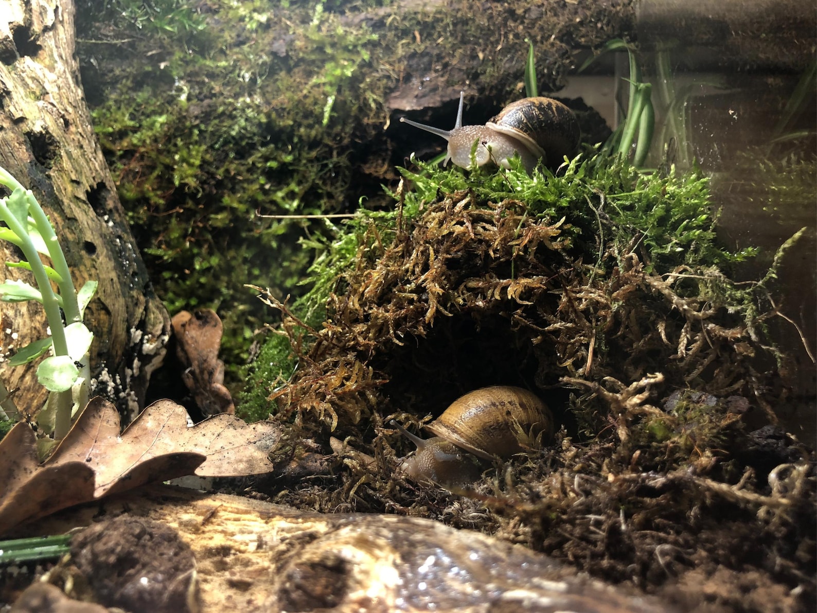 Pet Snail House, Hiding Places for Land Snails Set of 2 Pcs | Pet Snail ...