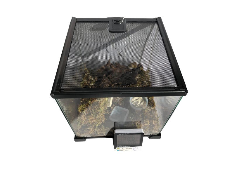 Snail Terrarium Pro Kit With Decor, Food Bowl, Substrate, Moss, Hiding ...