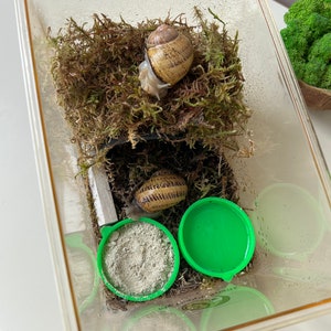 Land Snail Food With Calcium Vitamins & Minerals | Feeding Garden ...