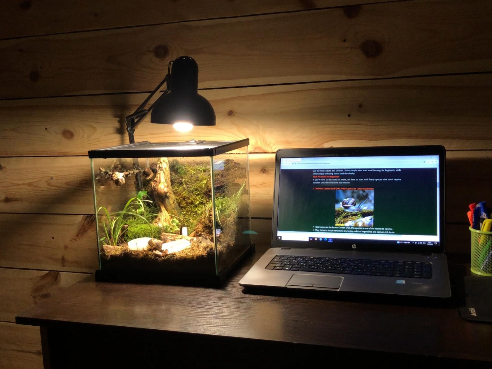Pet Snails Terrarium 12'x12'x12', Made of Glass | Pet Snail Enclosure ...