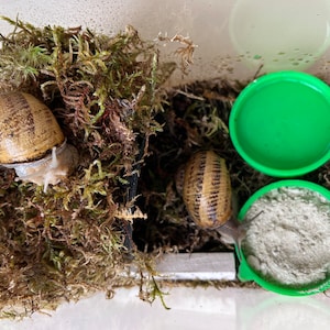 Land Snail Food With Calcium Vitamins & Minerals | Feeding Garden ...