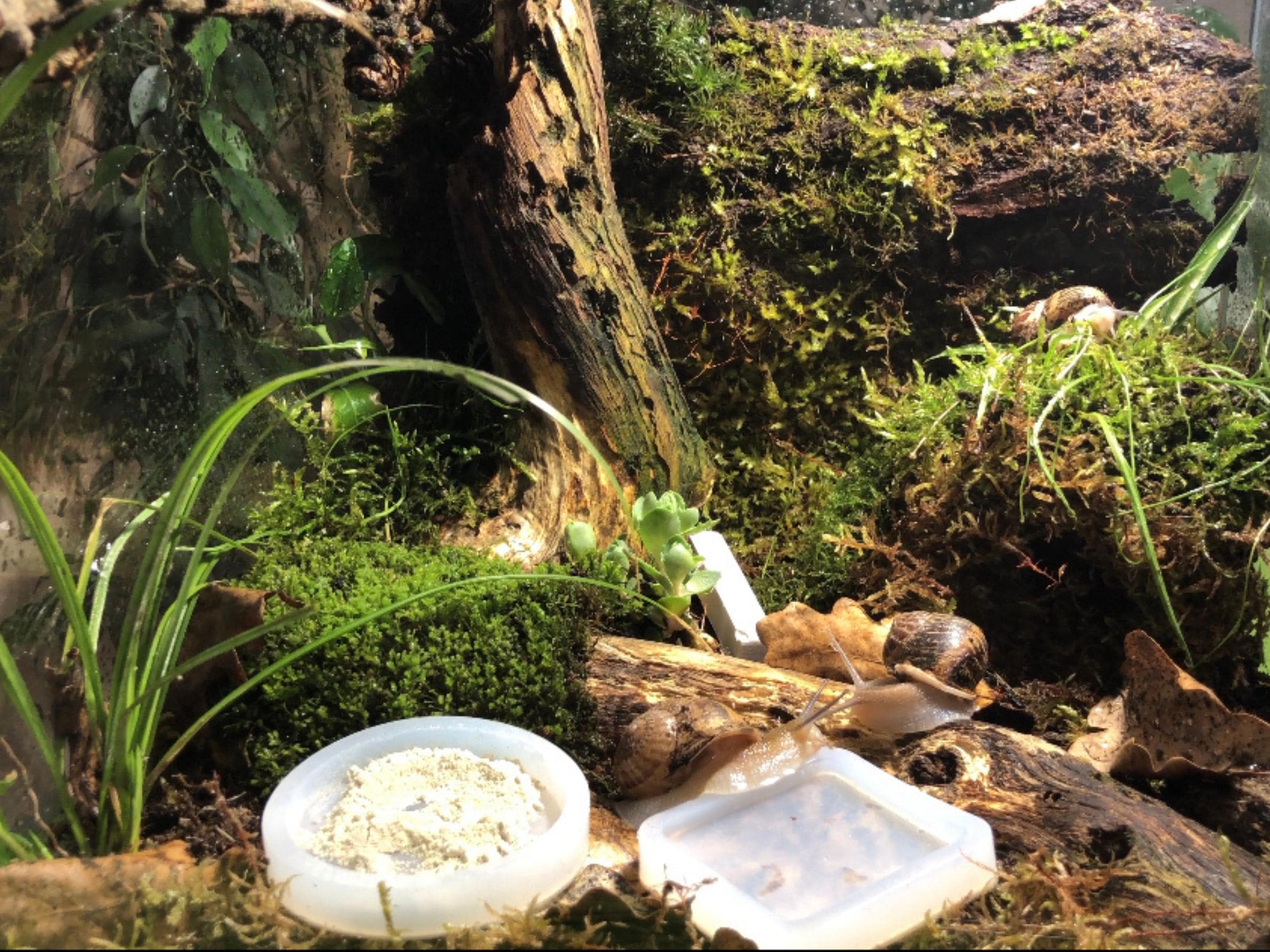 Snail Terrarium Pro Kit With Decor, Food Bowl, Substrate, Moss, Hiding ...