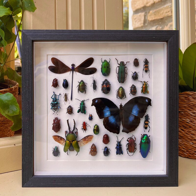 Framed Insects - Etsy