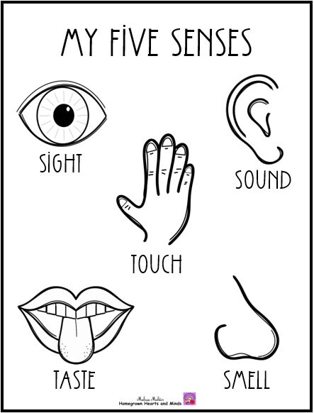 My Five Senses in the Fall - Etsy