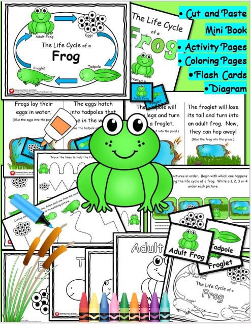 Life Cycle of a Frog Mini Book and Activity Pages - Etsy