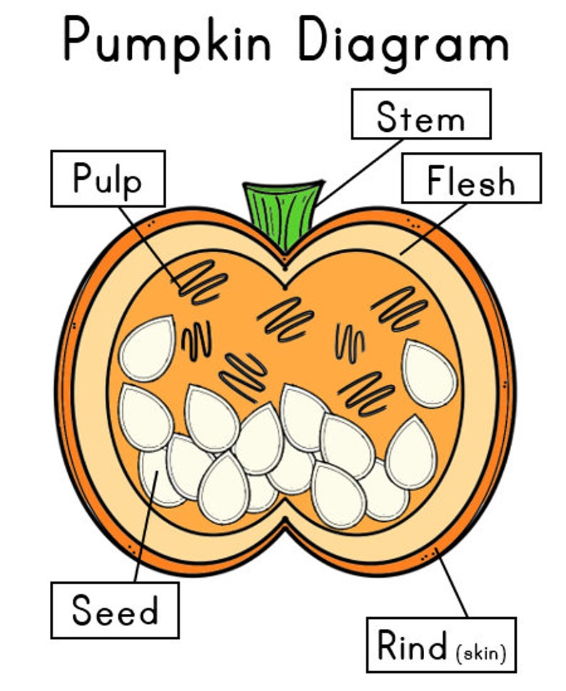 My Pumpkin Learning Pages - Etsy