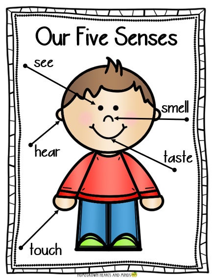 My Five Senses With Apples - Etsy