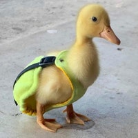 Duck Diaper Sewing Pattern Easy Beginner-friendly PDF DIY Handmade ...