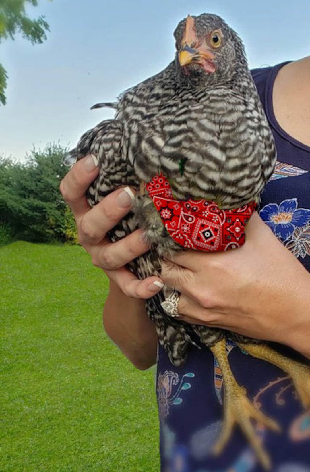 Chicken Crop Bra: Adjustable Support for Pendulous Crop - Etsy