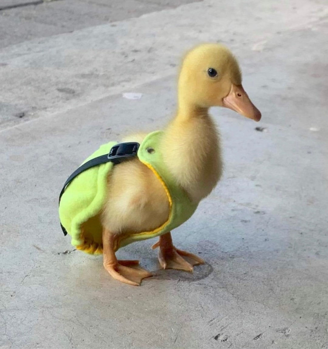 DUCKLING DIAPERS - Etsy Australia