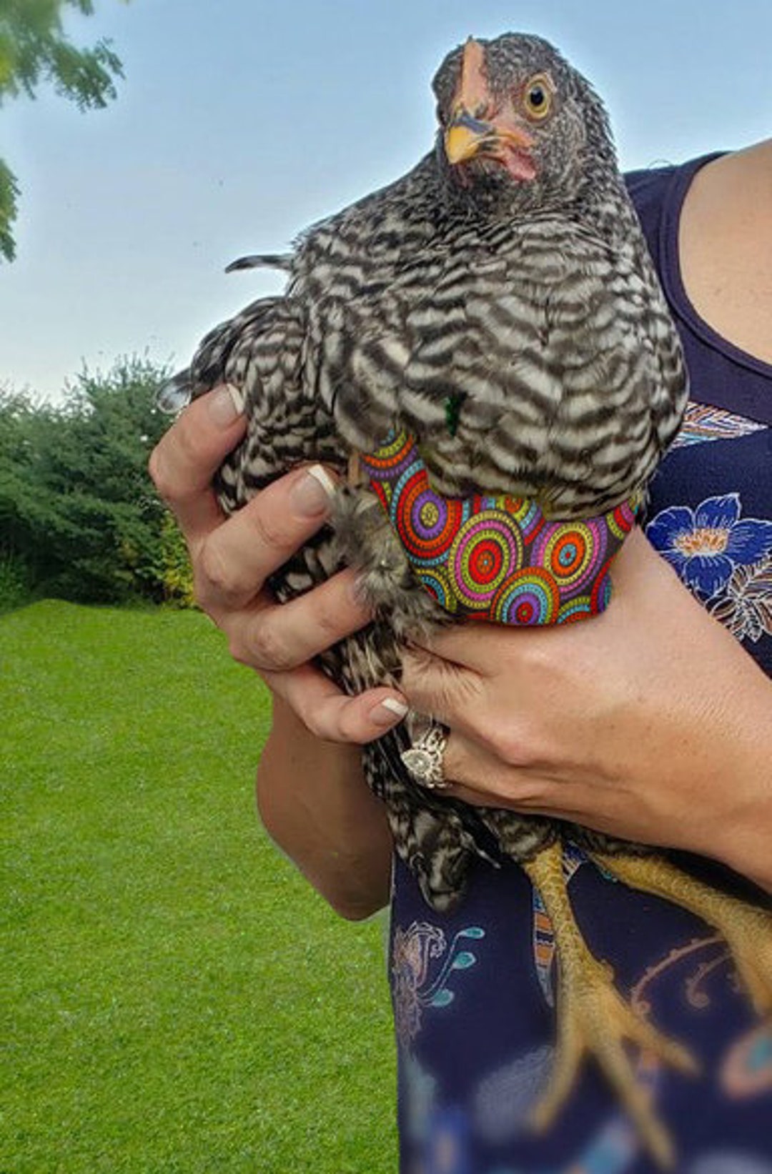 Chicken Crop Bra: Pendulous Crop Support, Digestion Aid - Etsy
