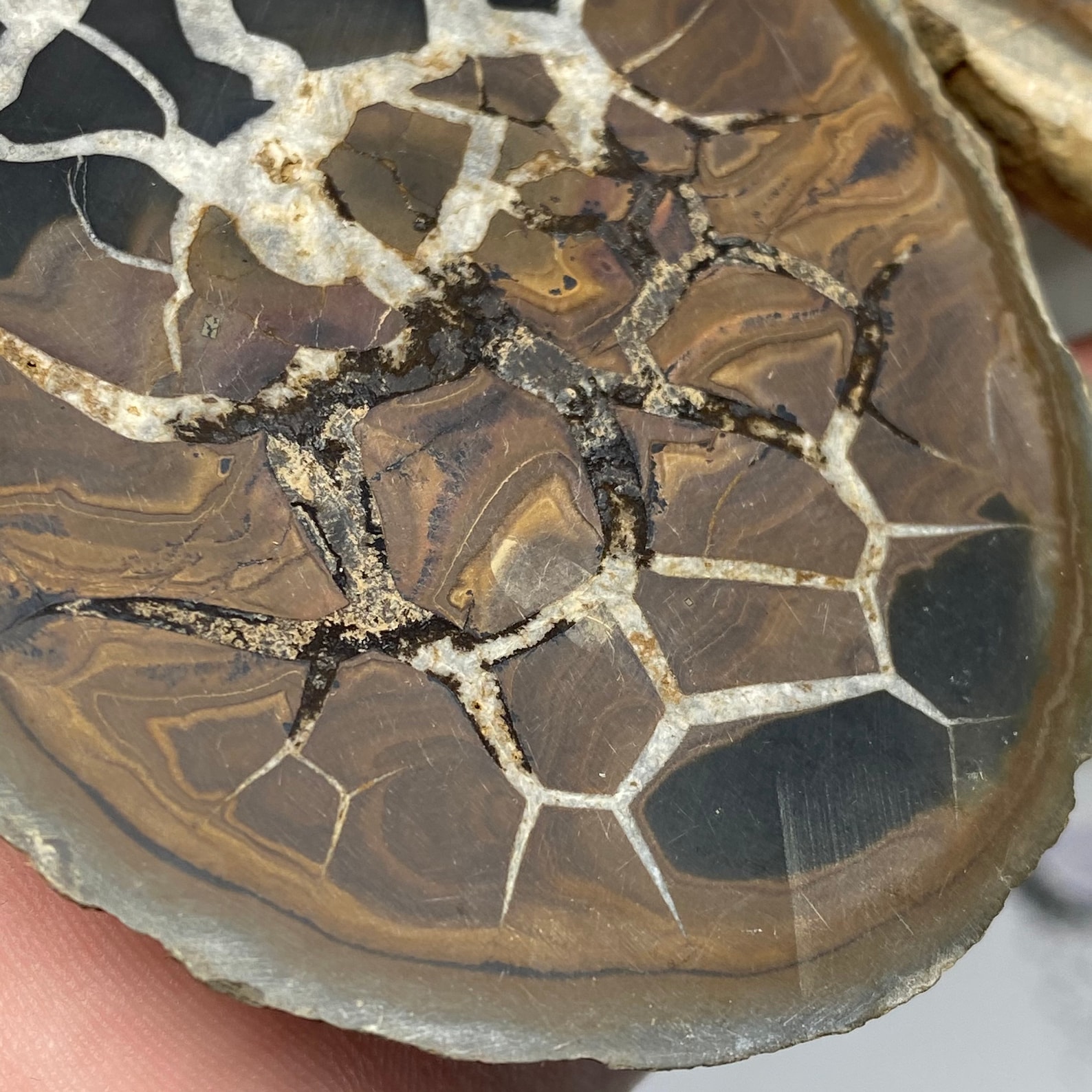 Septarian Large Nodule Pair 17 Septarian Nodule Black - Etsy