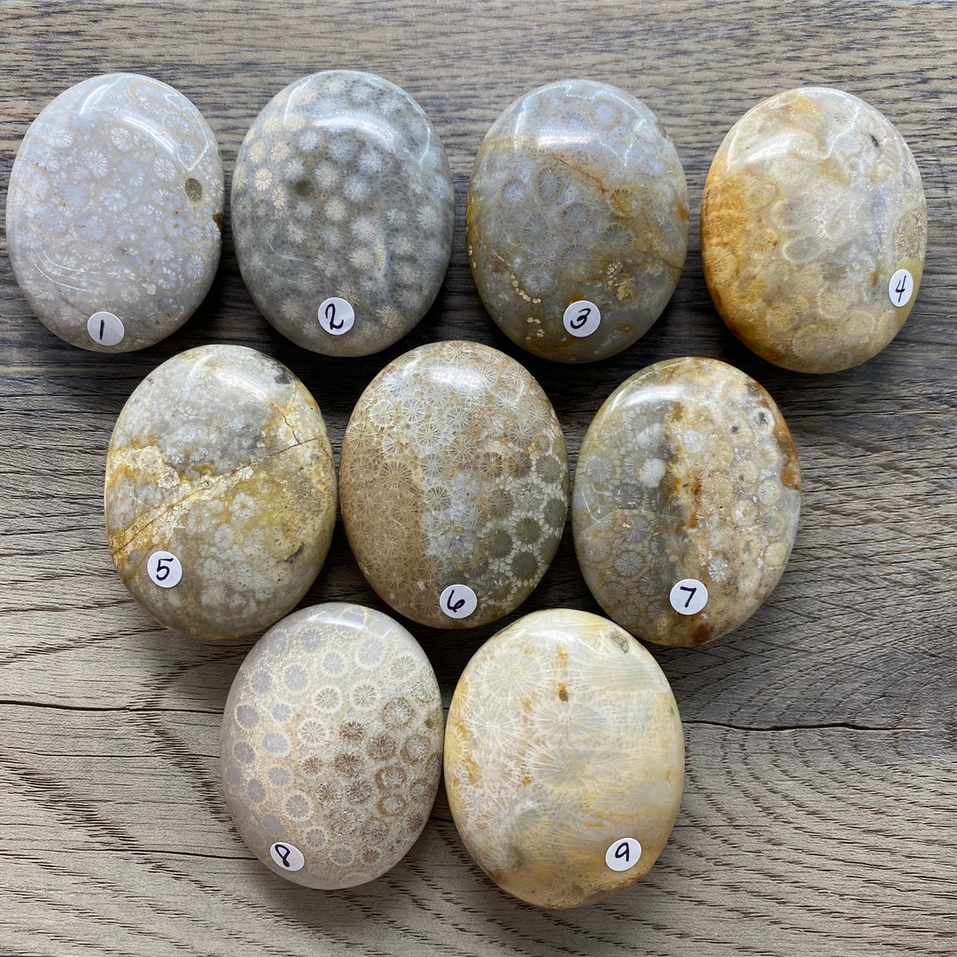 Fossilized Coral Pillow Palm Stone, Fossil Coral, Agatized Coral, Agate ...