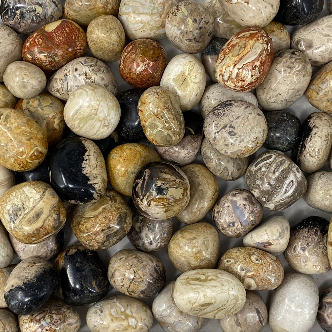 Fossilized Palm Root Tumbles, Petrified Palm Wood, Palm Root Tumbled ...