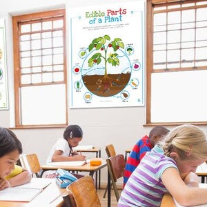 Printable Edible Parts of a Plant Poster, Horticulture, School Art ...
