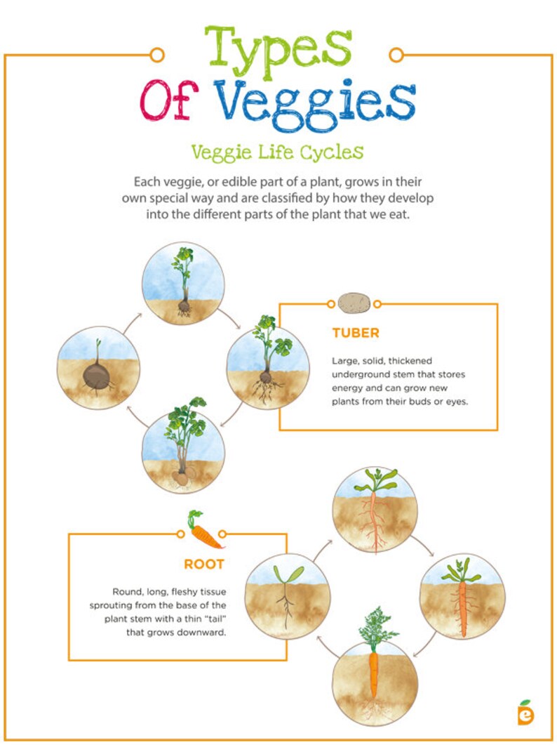 Printable Types of Veggies Poster set of 4 Posters, Horticulture ...