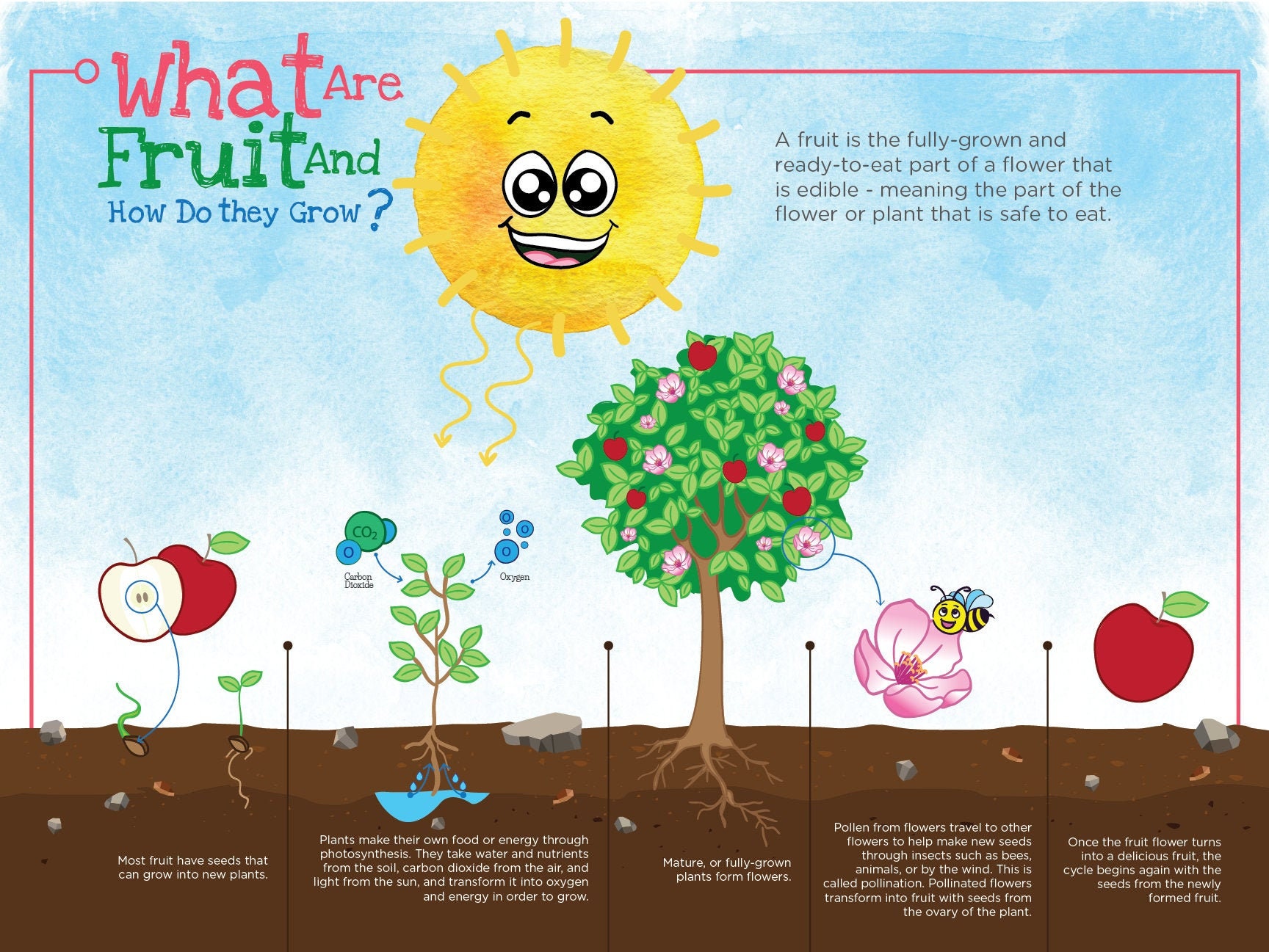 Printable What Are Fruit and How Do They Grow Poster - Etsy