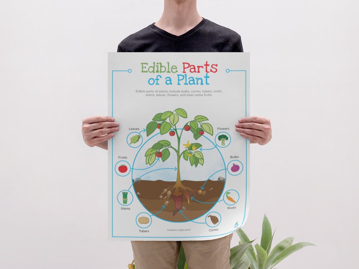 Printable Edible Parts of a Plant Poster, Horticulture, School Art ...