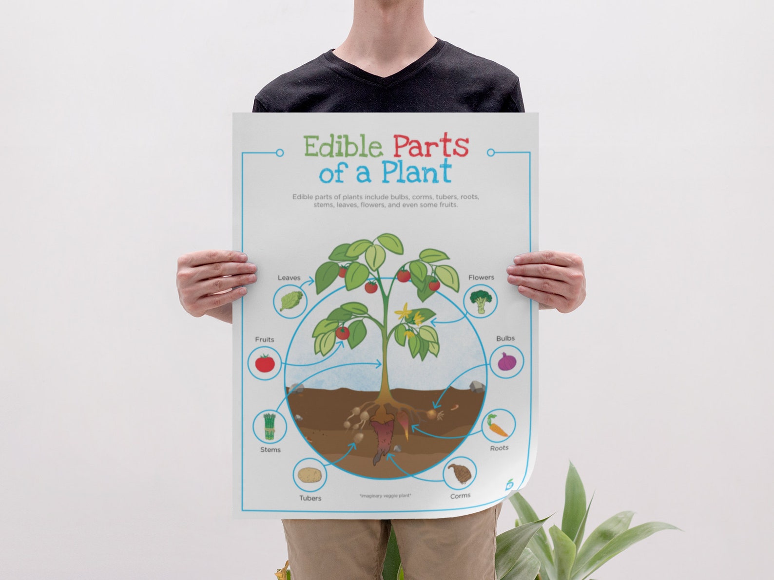 Printable Edible Parts of a Plant Poster, Horticulture, School Art ...
