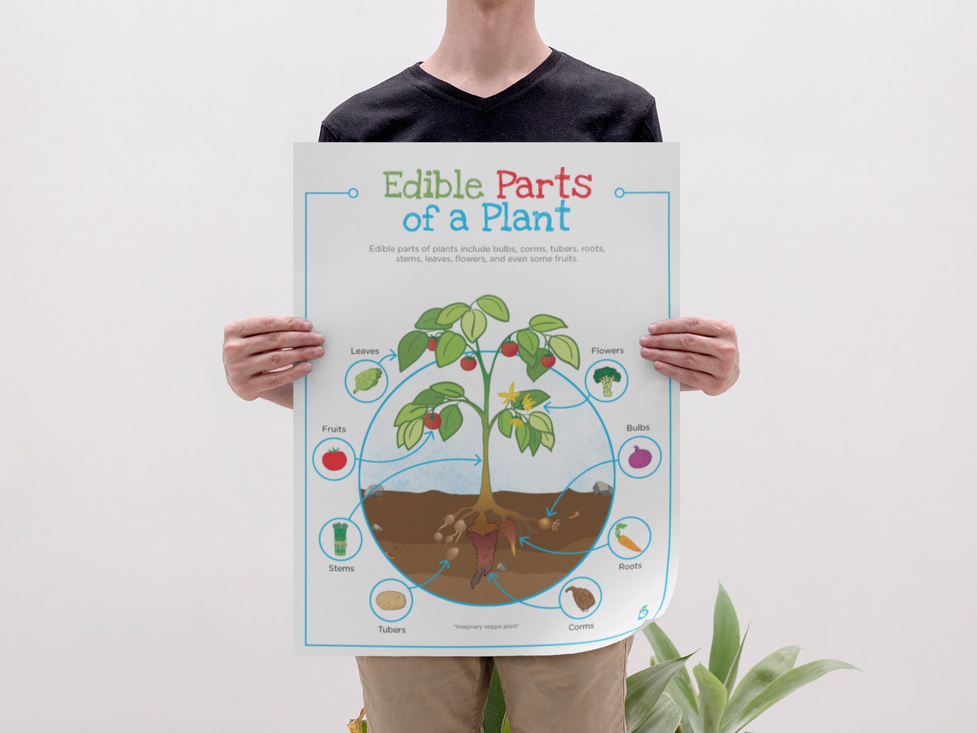 Printable Edible Parts of a Plant Poster, Horticulture, School Art ...