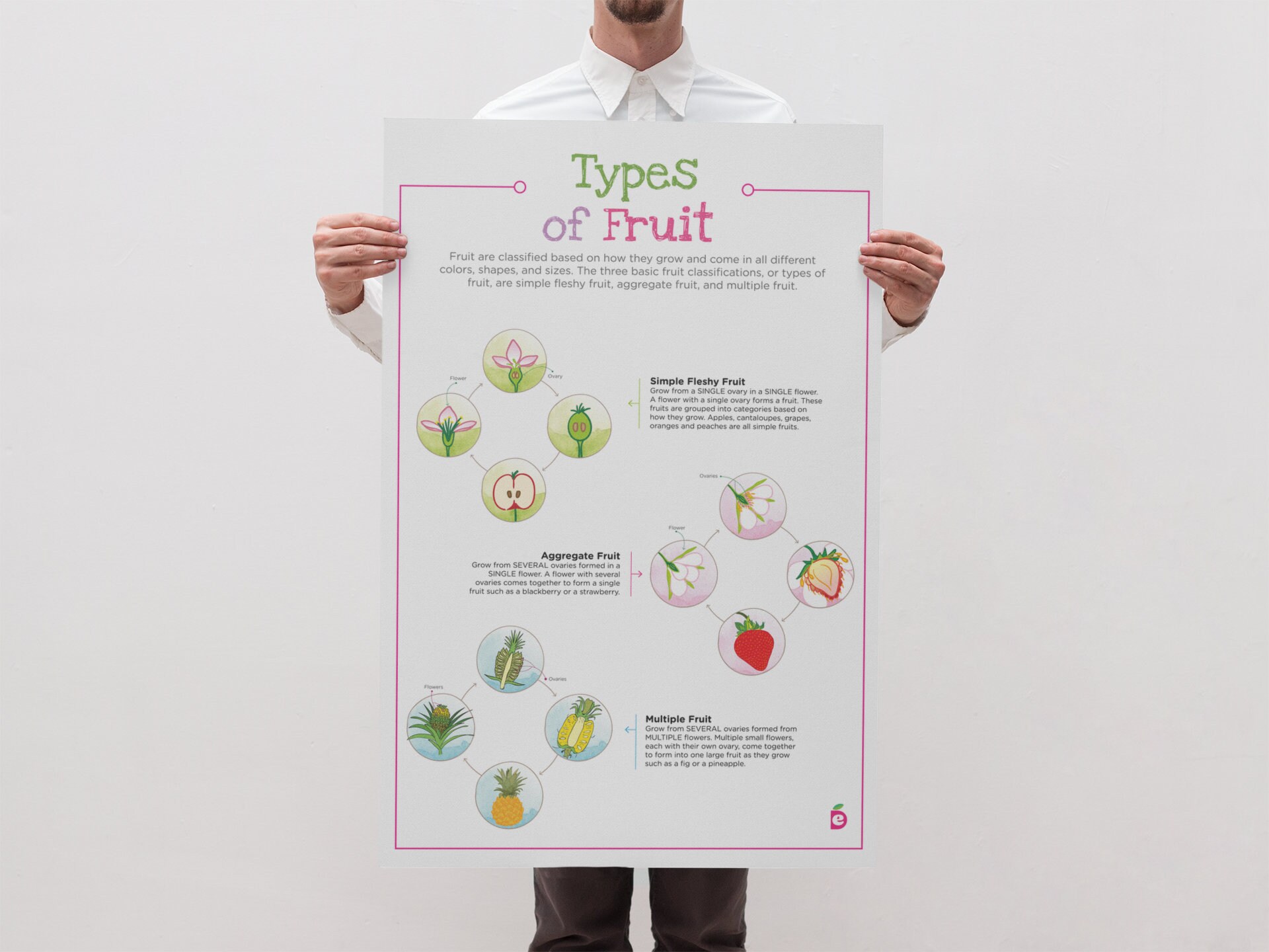 Printable Types of Fruit Poster, Horticulture, School Art Education ...