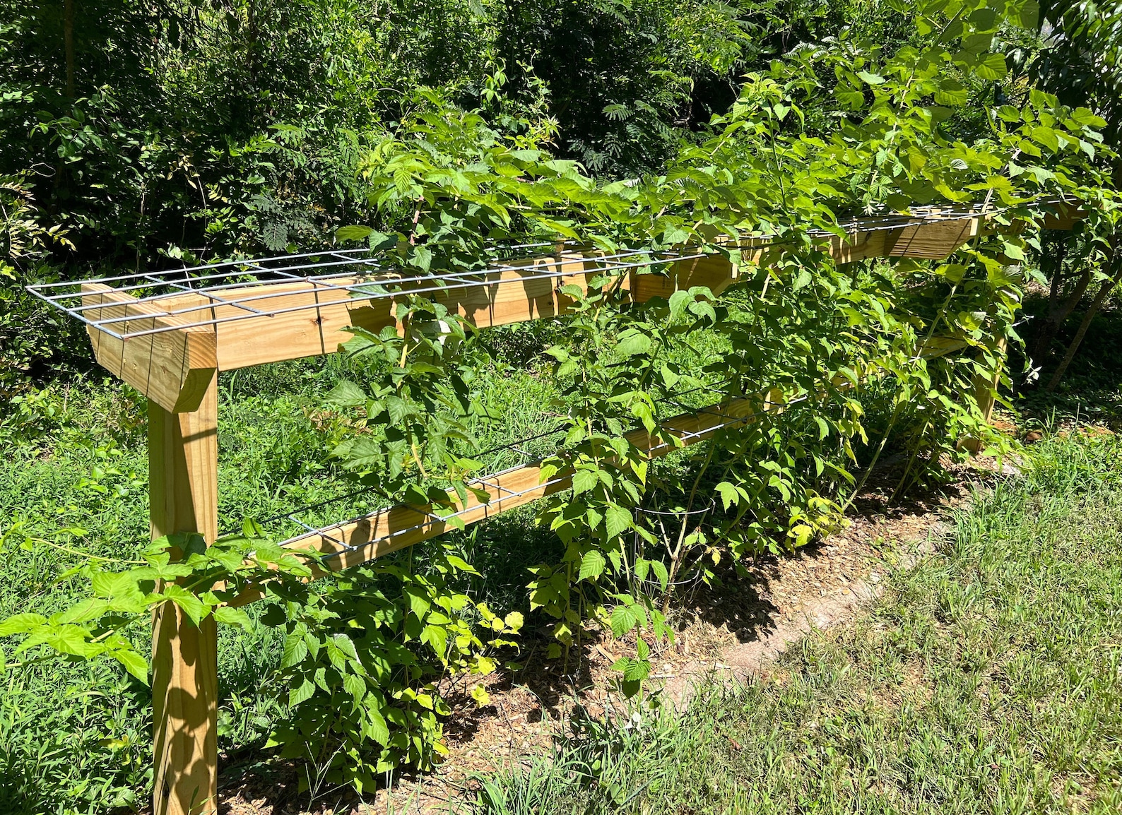 Berry Trellis Build Plans - Etsy