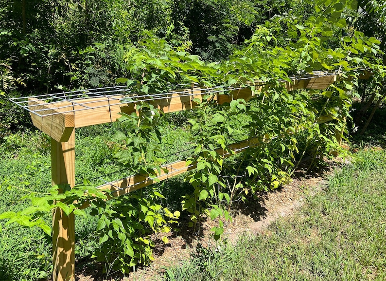 Berry Trellis Build Plans - Etsy