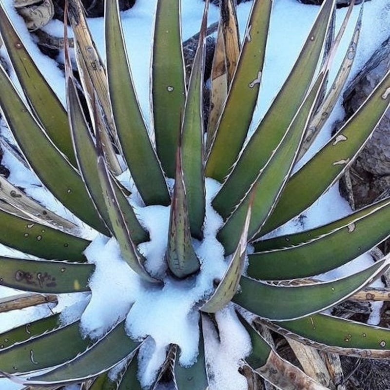 desertscapenursery - Etsy