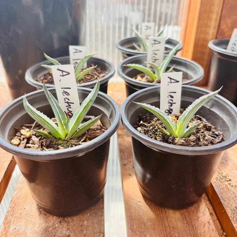 Agave Lechuguilla 'shin Dagger" COLD HARDY ZONE 6 - Etsy