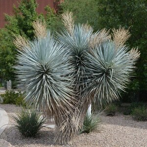 Yucca Rigida Oregon - 'blue Yucca' COLD HARDY Zone 5! (seeds) - Etsy