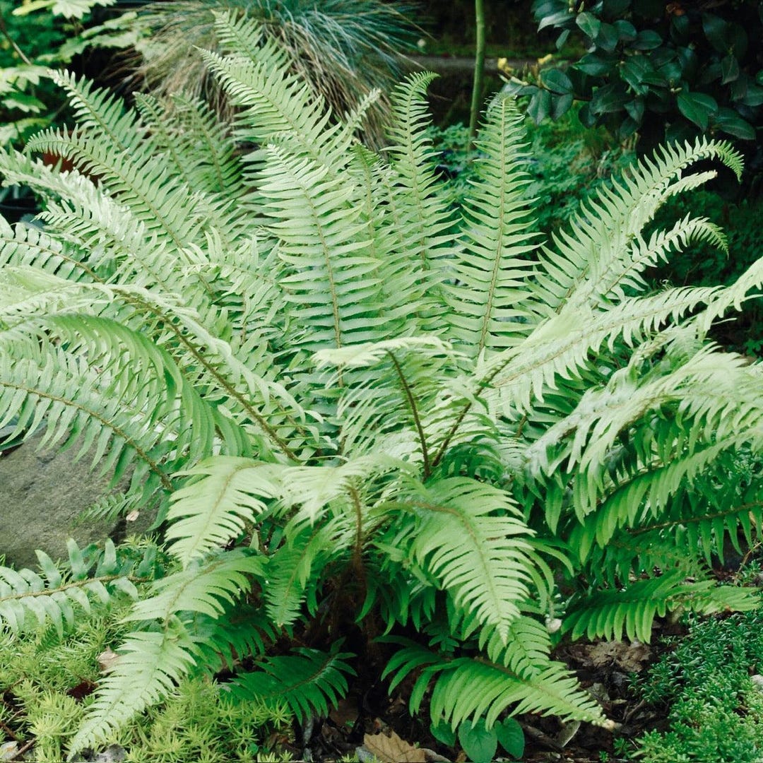 Western Sword Fern (P. Munitum) 'oregon Giant' COLD HARDY - Etsy