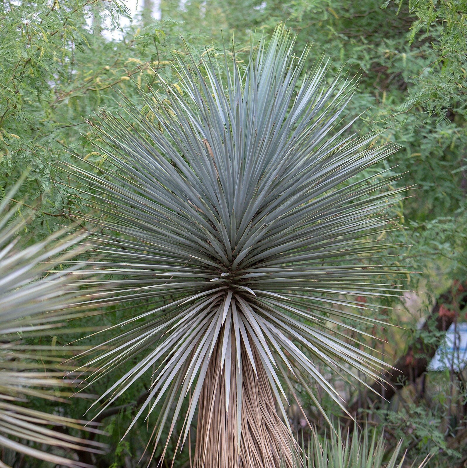 Yucca Rigida Oregon - 'blue Yucca' COLD HARDY Zone 5 - Live Plant! - Etsy