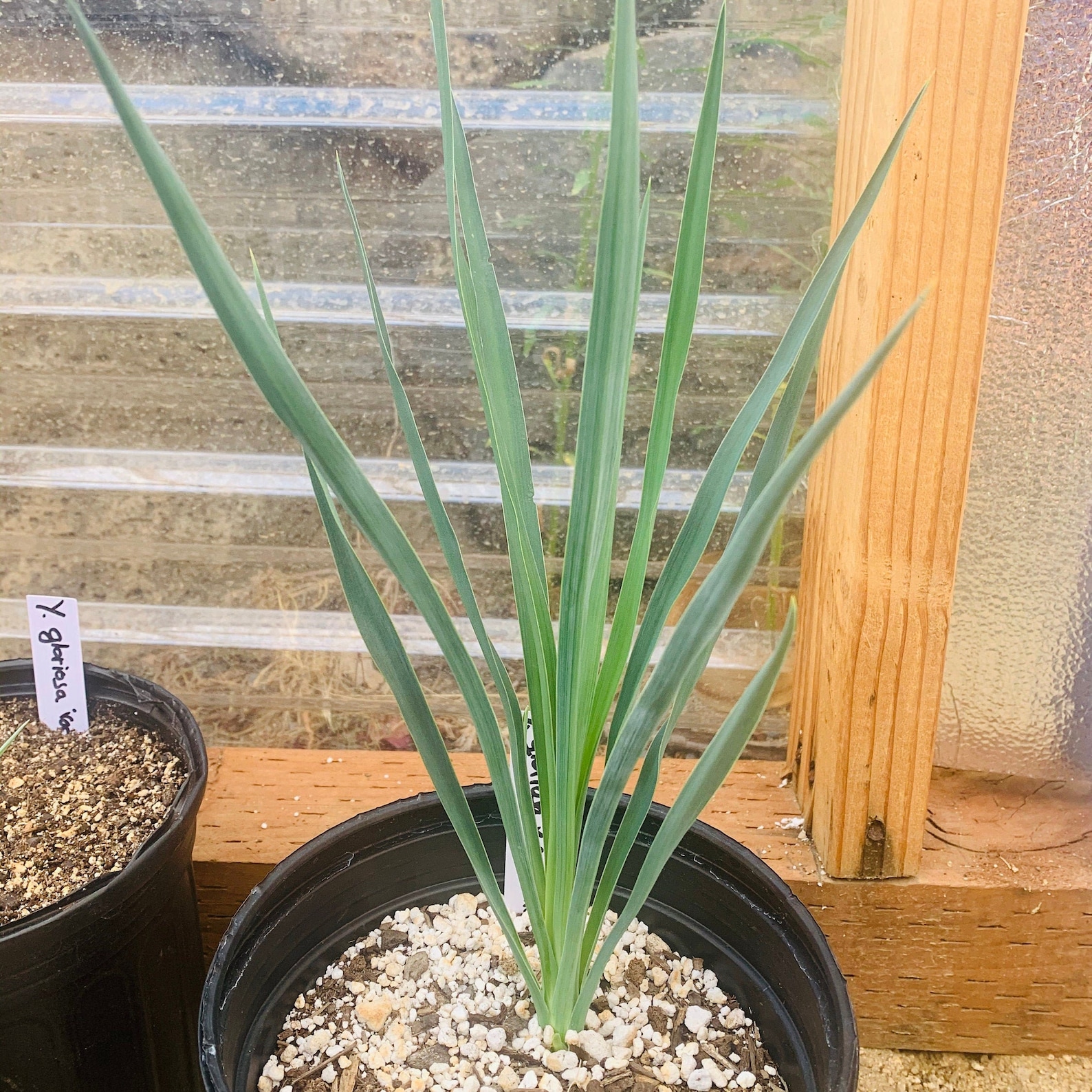 Yucca Thompsoniana 'oregon' (thompson Yucca) COLD HARDY Zone 5! Live ...